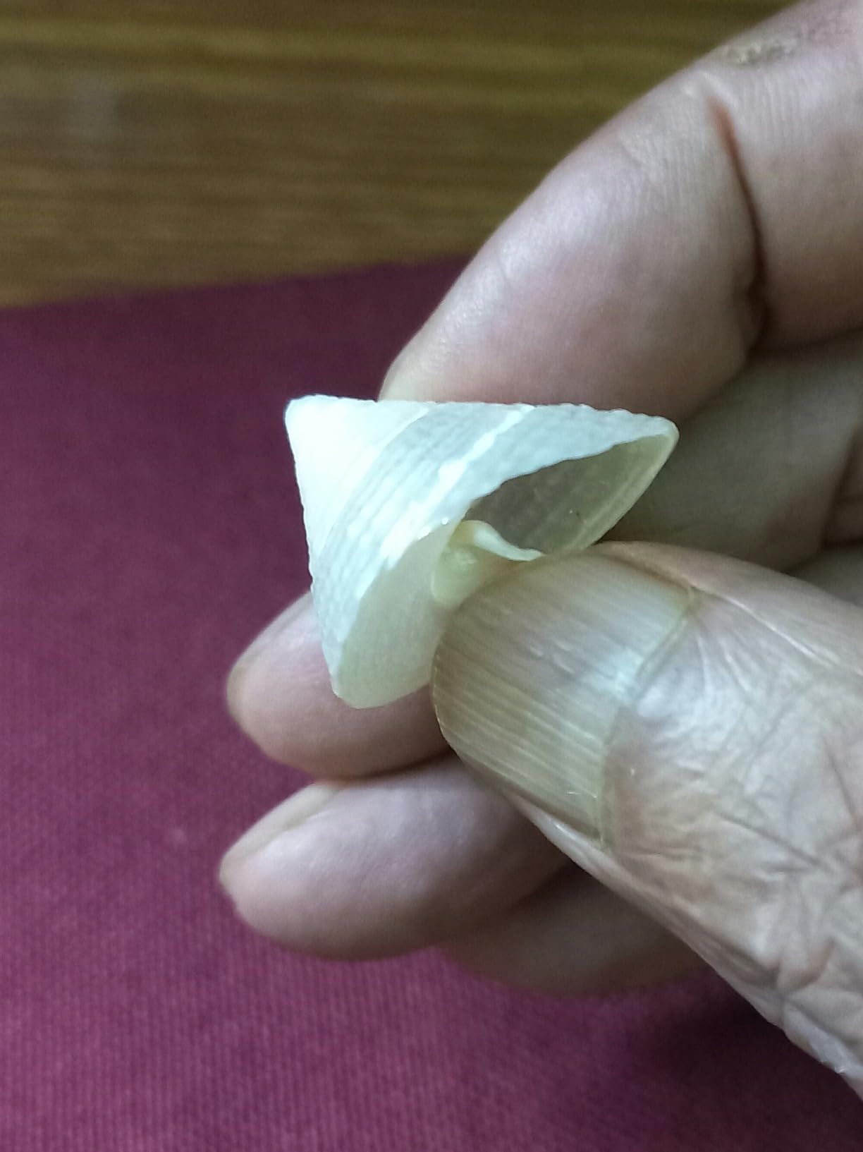 MTI Shankh/Mother of Pearl/Pearl Conch Moti Sankh for Lakshmi Pooja ...