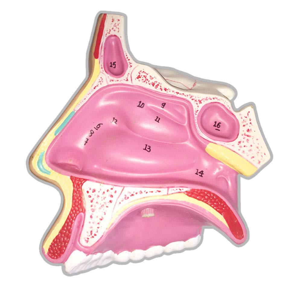 Buy Human Anatomical Model 1:1 Human Nasal Cavity Anatomical Model With ...
