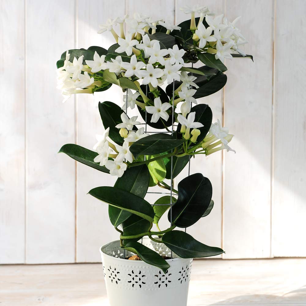 Stephanotis Hoop
