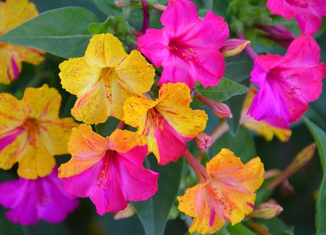 Amazon.com : 100 Four O'Clock Flower Seeds: Fragrant Mix for Perennial ...