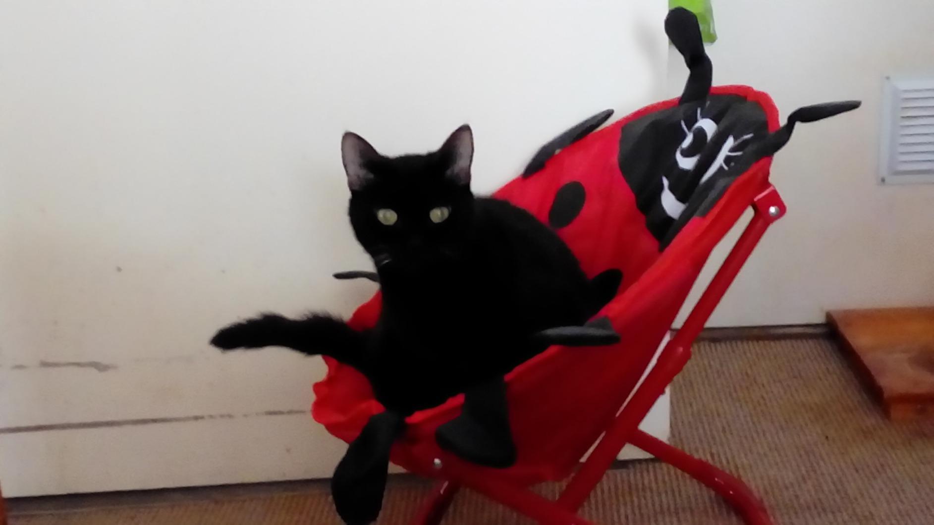 JYSPT Kids Folding Chair Cartoon Ladybug Moon Chair for Home Outdoor ...