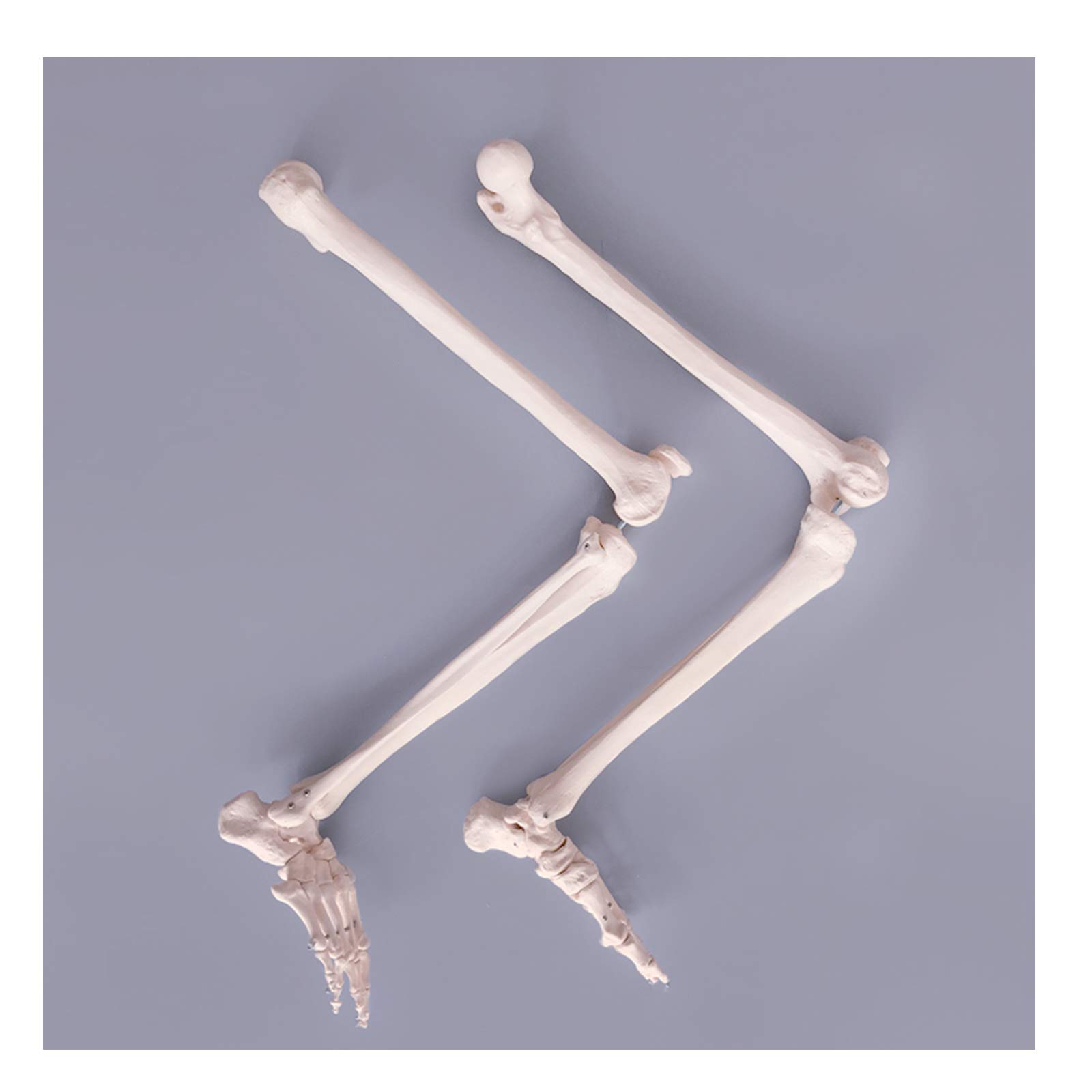 Buy ZXCVBAS Educational Model Life Size Lower Limb Model Lower Limb s ...