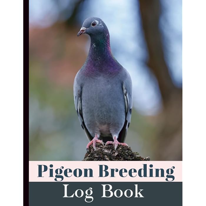 Buy Pigeon Breeding Log Book: Big size 8.5 by 11 inches 130 pages of ...