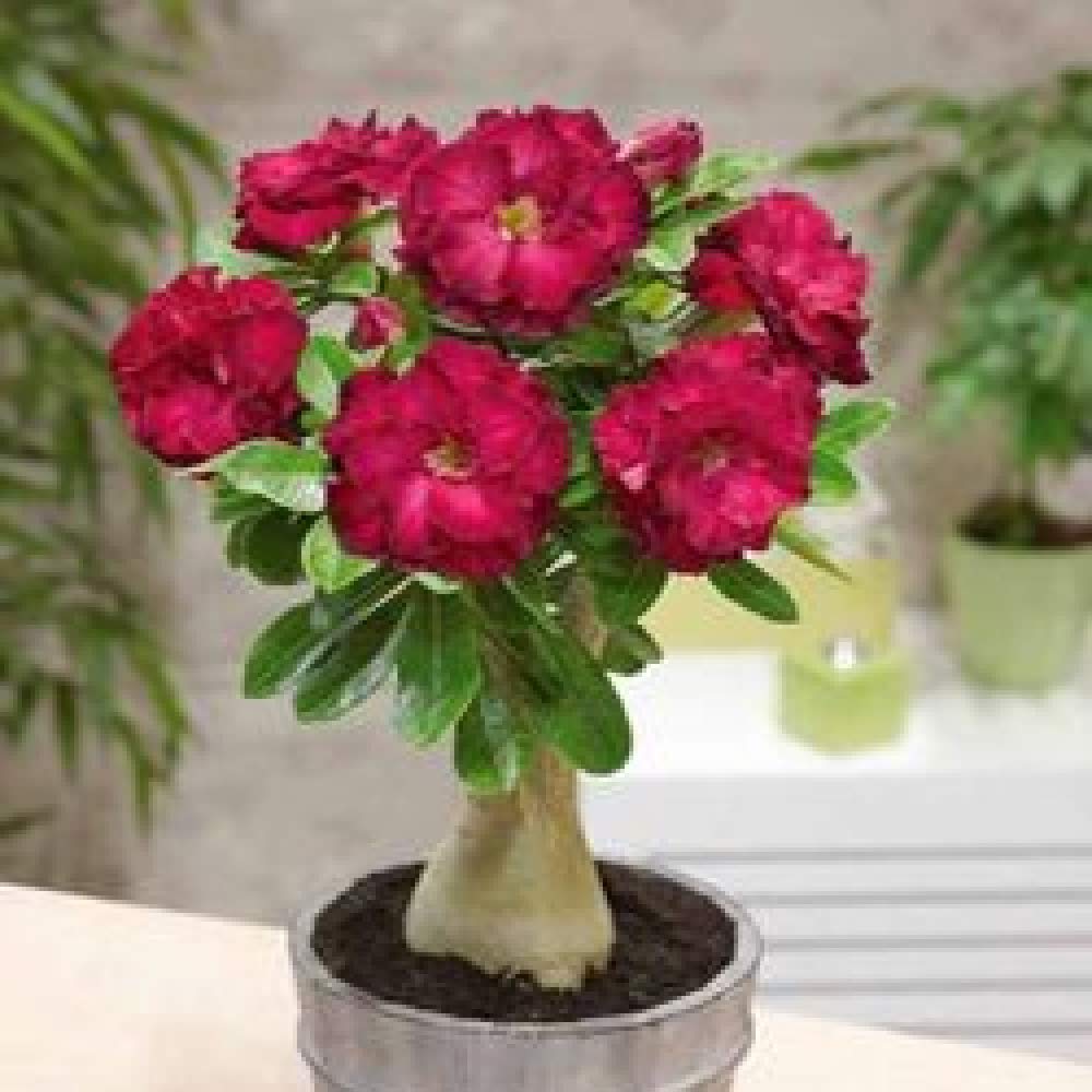 Buy ROYAL LAND Rare Desert Rose Live Plant Adenium Obesum Double deep ...
