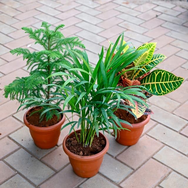 Set of 3 - Areca Palm, Araucaria/Christmas Tree & Croton Petra in 7 ...