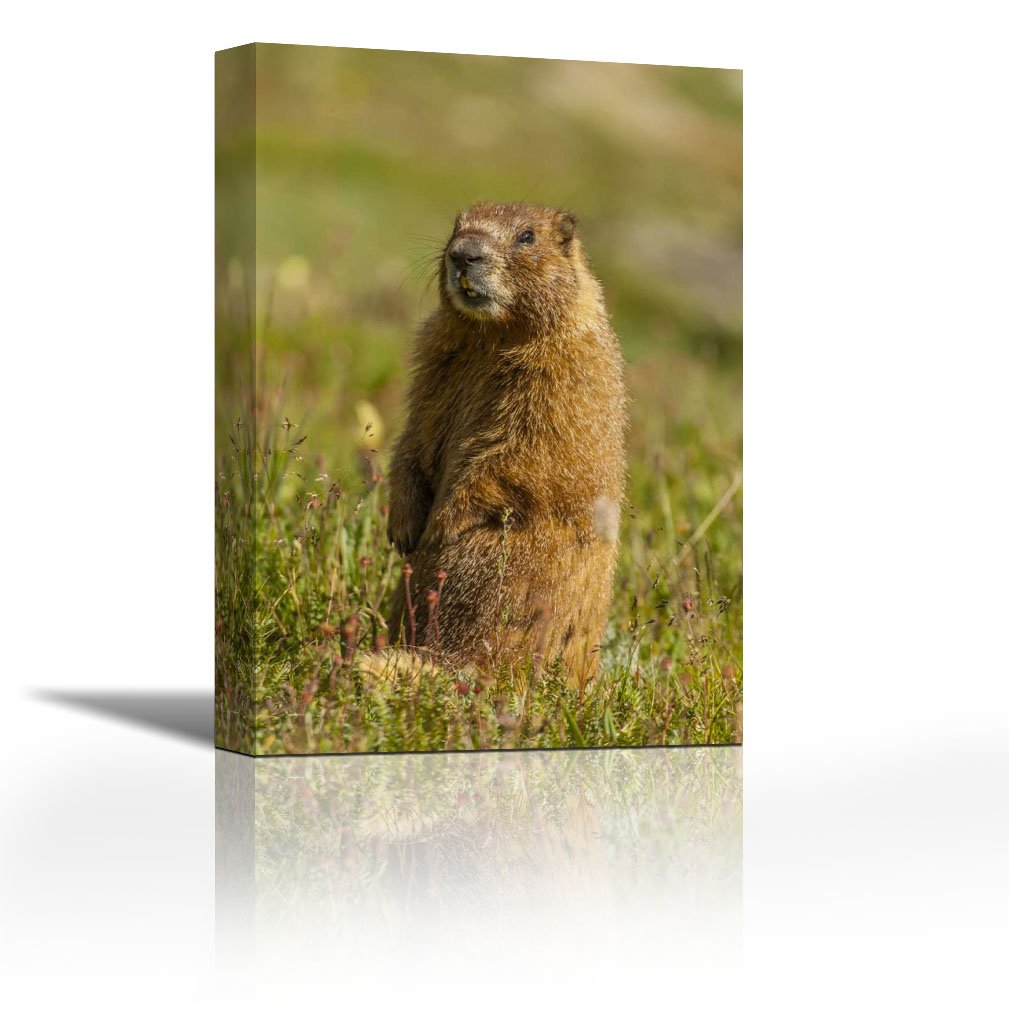 Yellow Bellied Marmot Drawing
