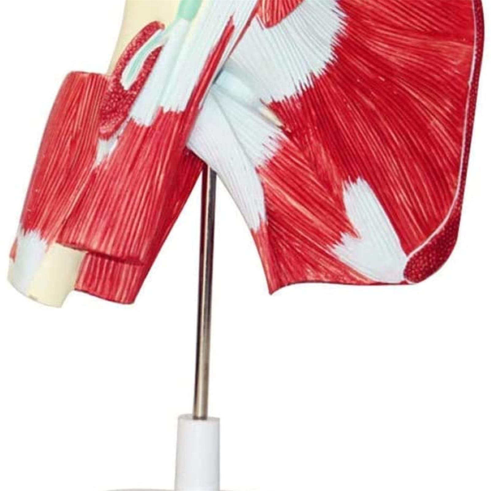 Buy ZAMAX Study Model Shoulder Joint Model,Shoulder Joint with Rotator ...