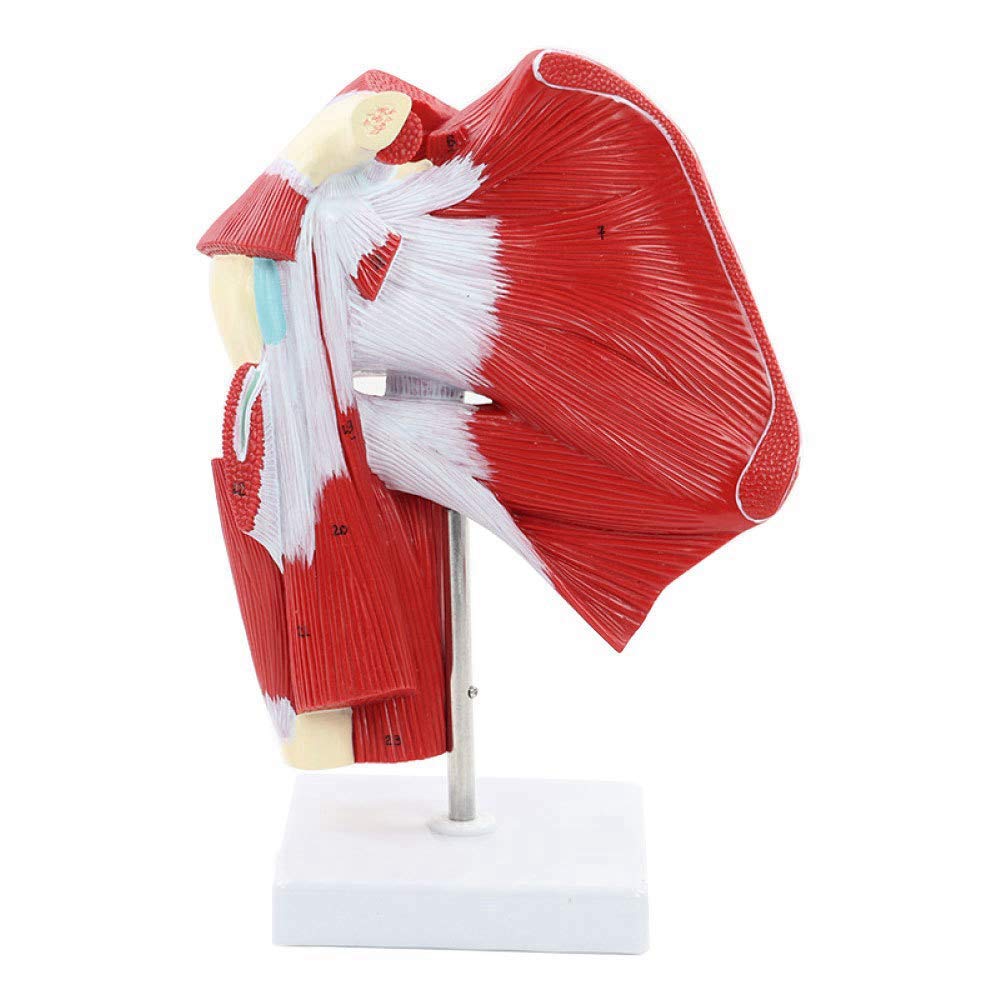 Buy Upper Limb with Deep Muscle Model Upper Limb Muscle Anatomy Model ...