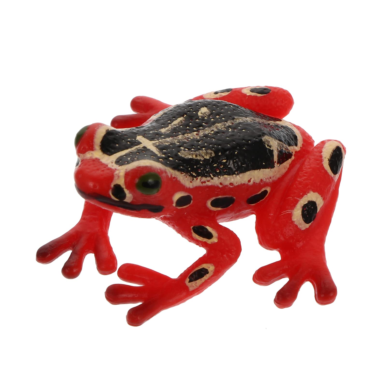 Black Forest Red Frog SOUTH FLORIDA AMPHIBIANS | New Moon Reptiles