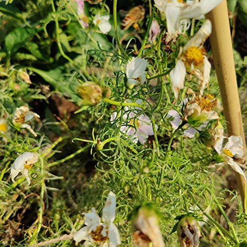 Amazon.co.jp: The Process [Explicit] : benchday & Raegun: Digital Music