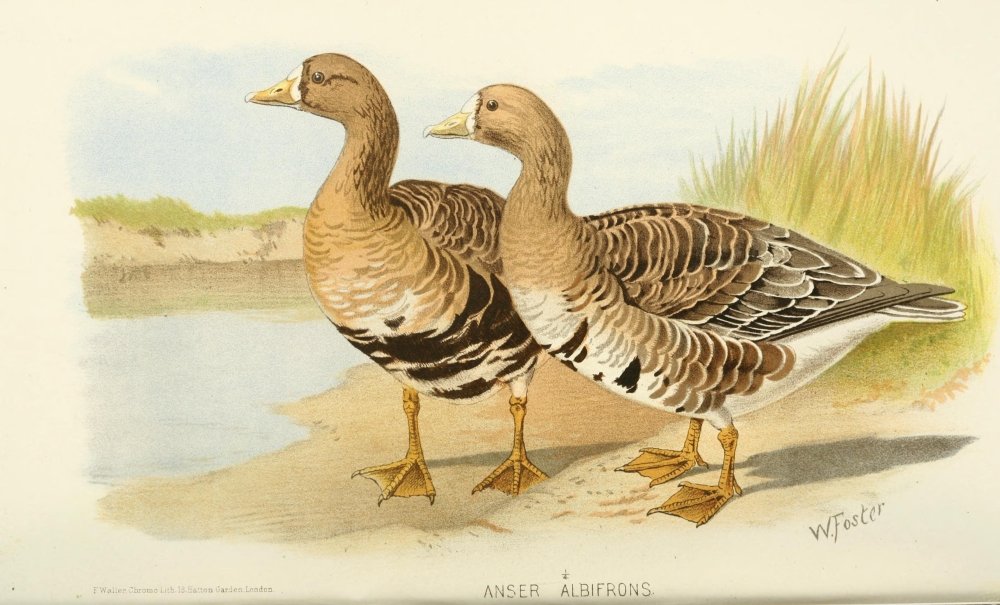Indian Goose Art
