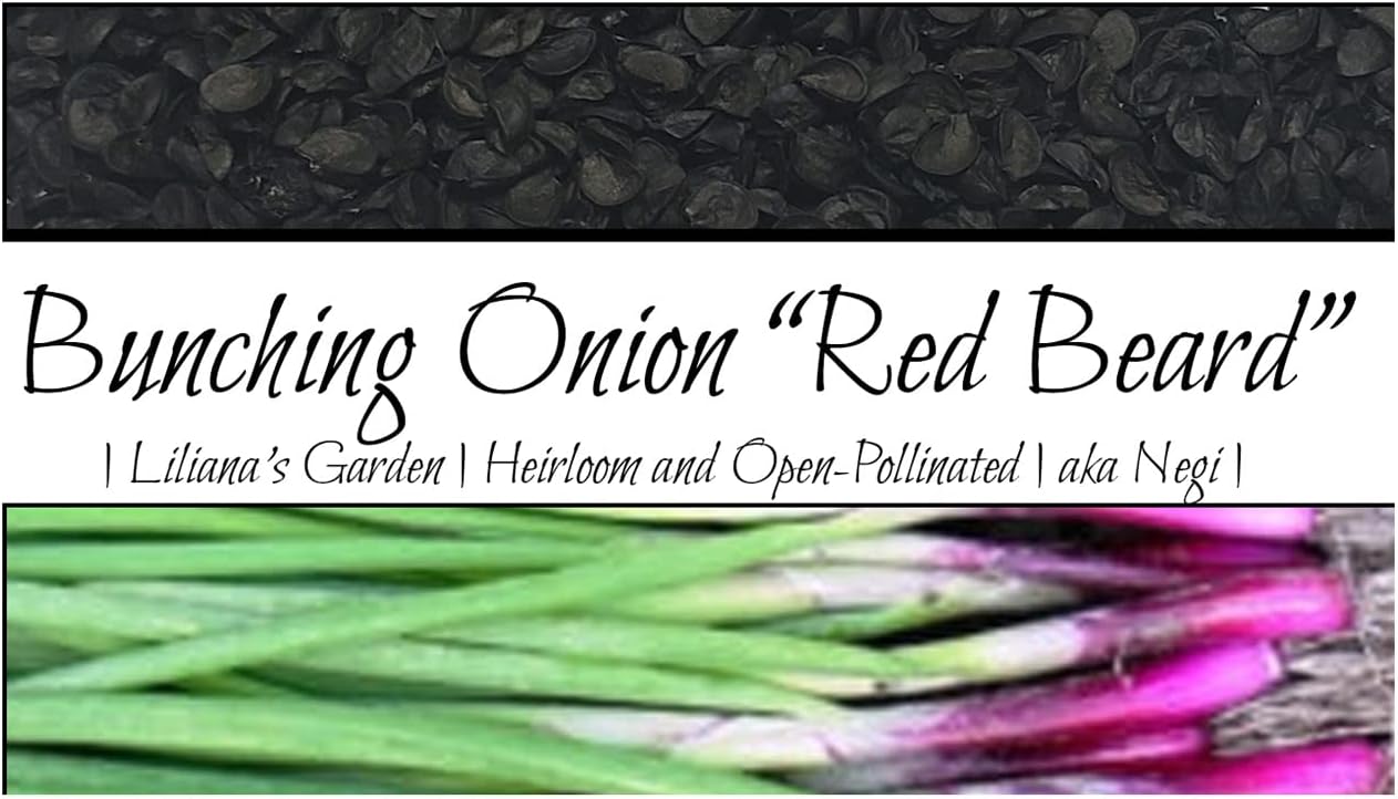 Amazon.com : Scallion “Red Beard” – Bunching Onion Type - Resilient ...