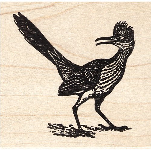 Road Runner Bird