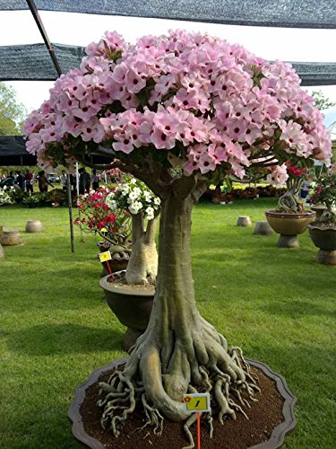 Oliver Seeds - Adenium Somalense Anaconda Seed - Pack of 2 seeds ...