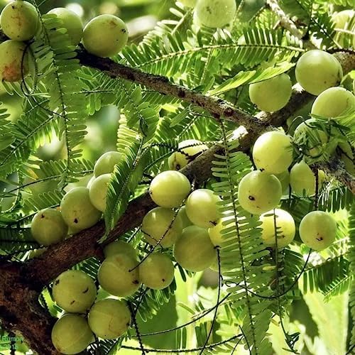 Amazon.com : CHUXAY GARDEN Indian Gooseberry Seed 20 Seeds Phyllanthus ...
