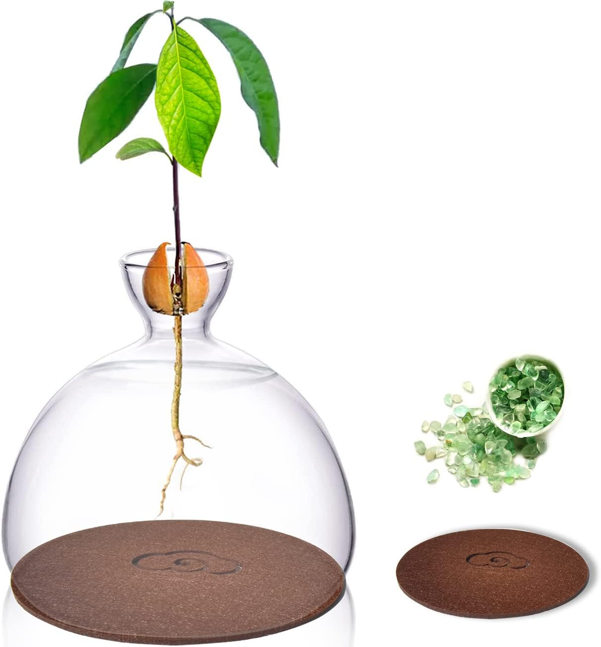 Amazon.com : Sirensky Avocado Seed Starter Vase,Avocado Tree Growing ...