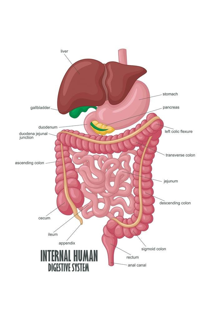 Amazon.com: Poster Foundry Internal Human Digestive System Illustration ...