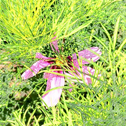 Amazon.co.jp: Black Dog In The Old Town : Nerse เนิส: Digital Music