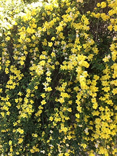 ORGANIX.ROSA BY THE ROOP NURSERY Jasminum Mesnyi Creeper (Primrose ...