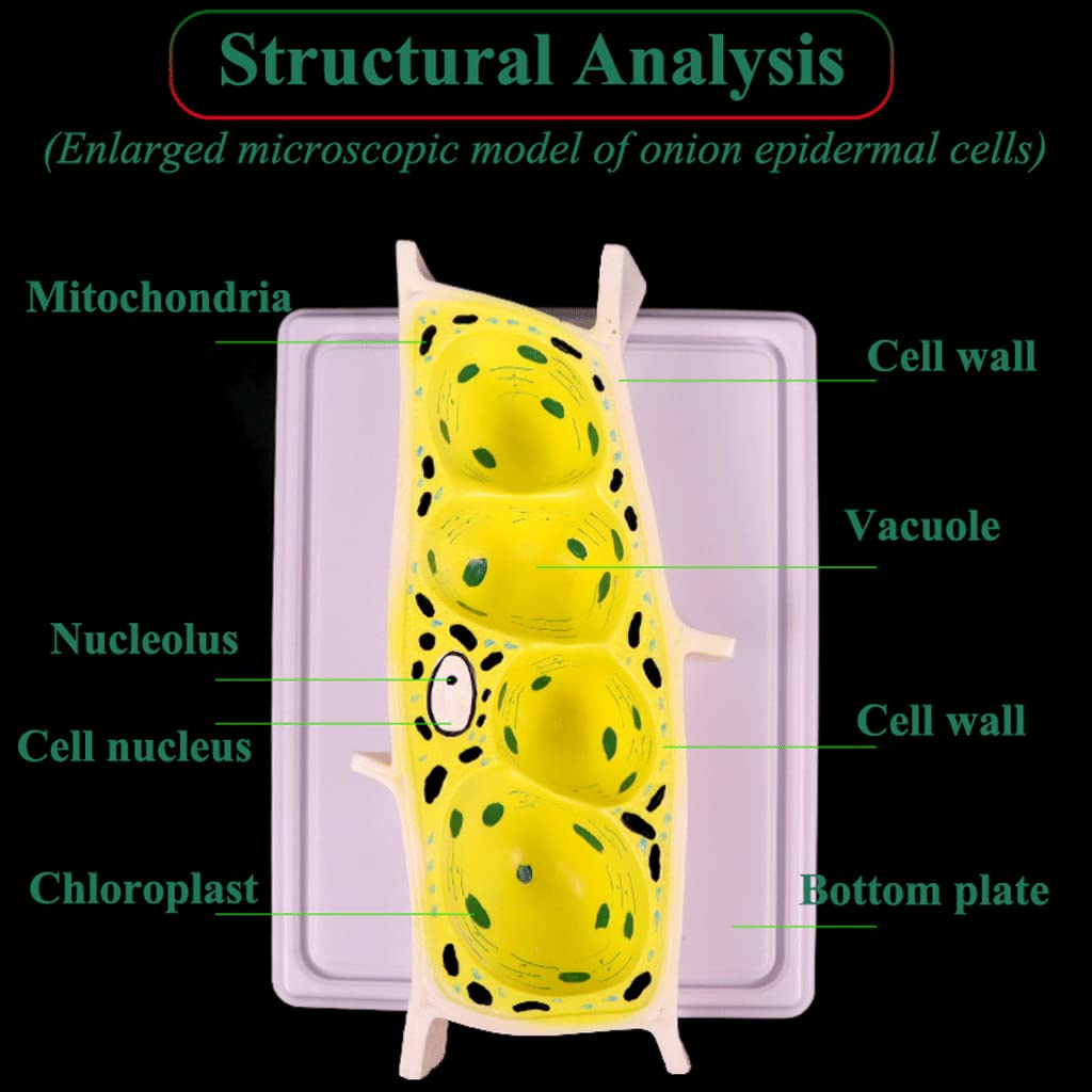 Onion Epidermal Cells