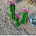 Amazon.com: Handmade Metal Blue Myrtle Cactus - Mexican Garden Art ...