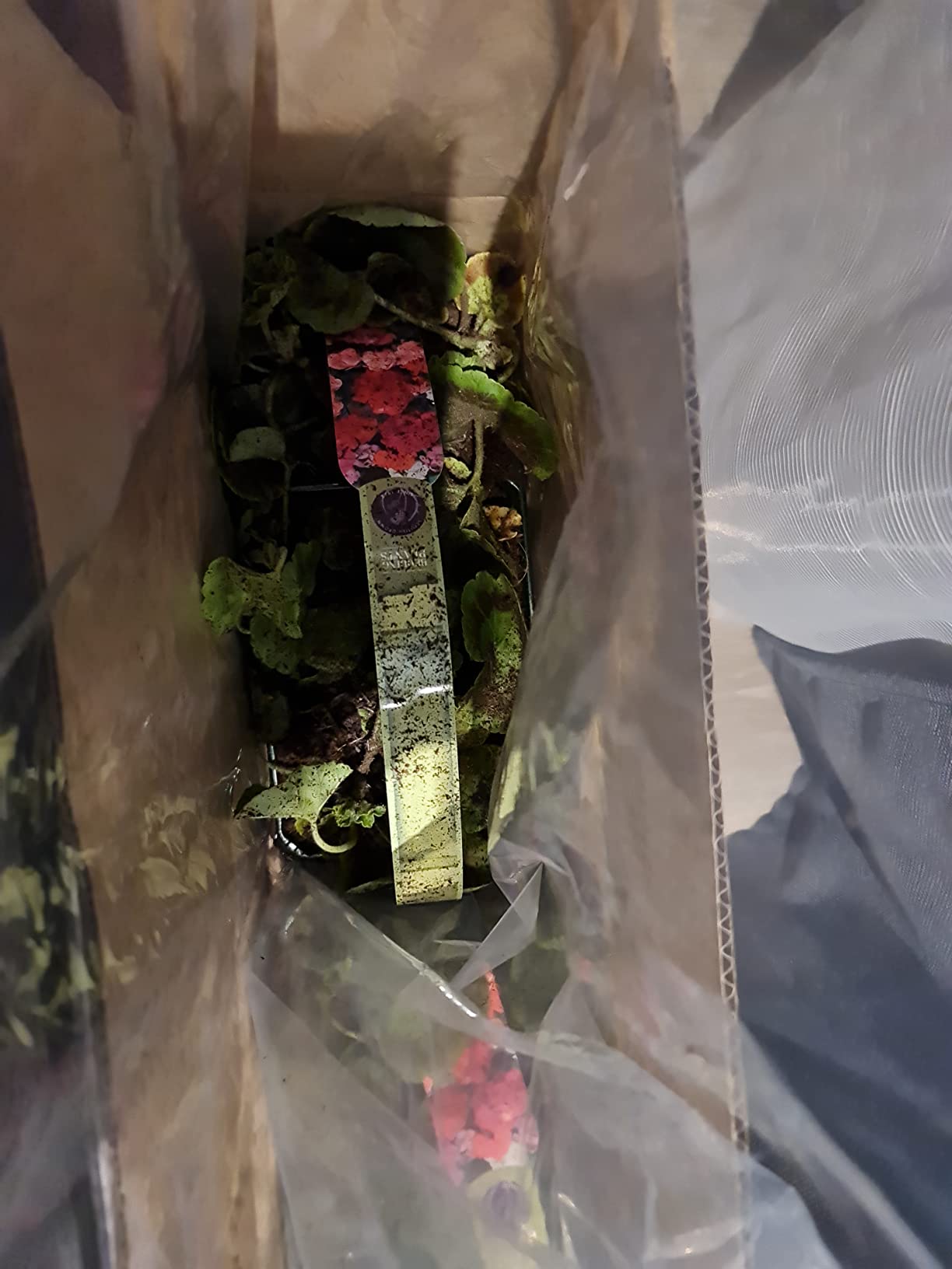 Geranium F1 Horizon Mix | Colourful Flowering Garden Ready Bedding ...