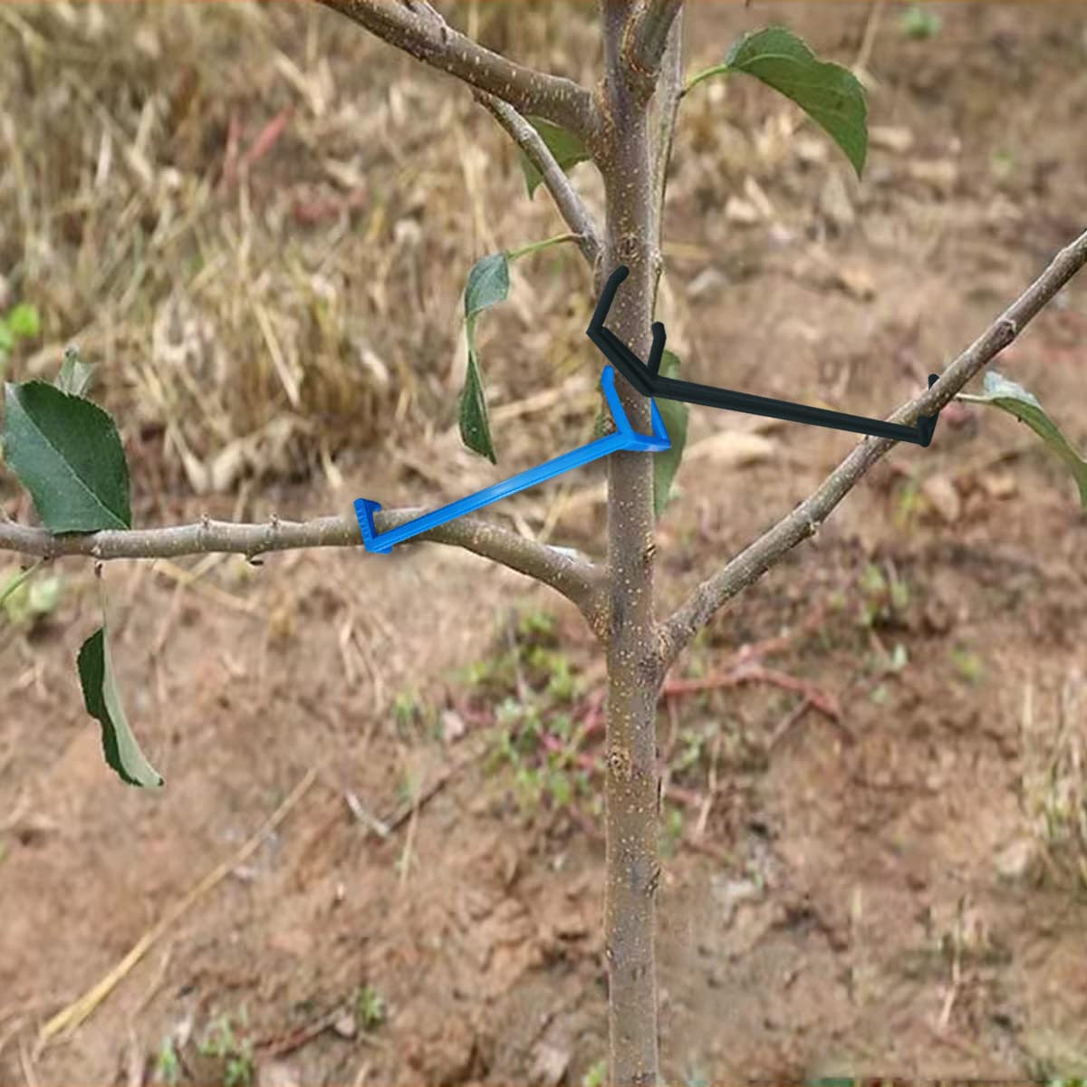 Snapklik.com : Branch Limb Spreaders For Fruit Trees Apple Tree Limb ...