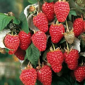 Amazon.com : 10 Prelude Raspberry Bare Root Starter Plants - Early ...