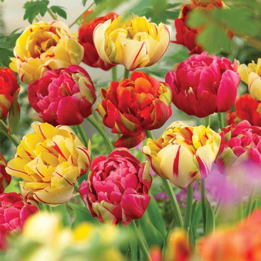 Perfect Containers Beds Borders 32 Bulbs - Tulip 'Parrot Mixed' Hardy ...