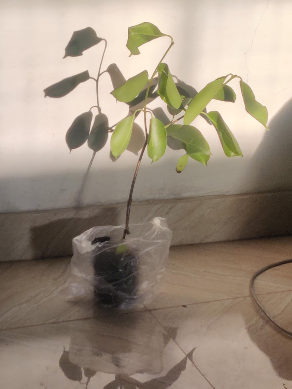 Rare Thai White Jamun fruit Plant Fruit Tree Rare White Jam 1 Live ...
