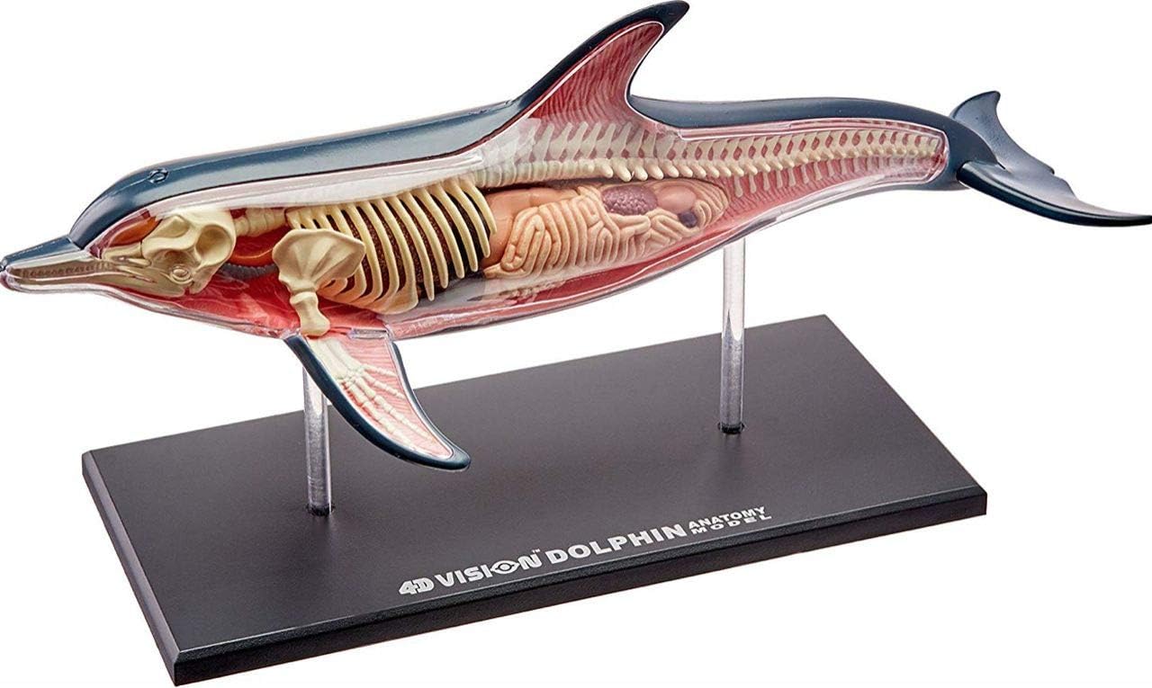Famemaster 4D-Vision Dolphin Anatomy Model, Science - Amazon Canada