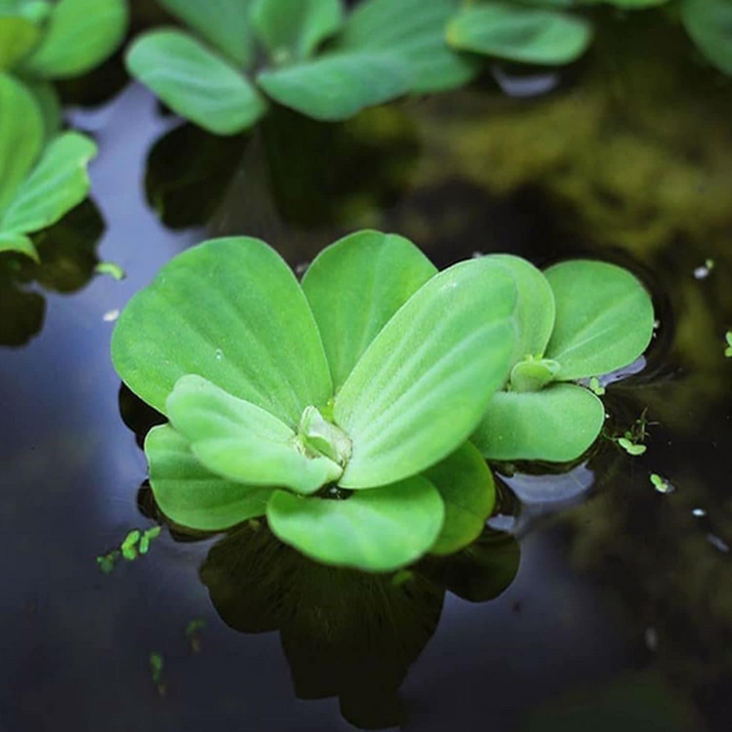 Pistia Plant