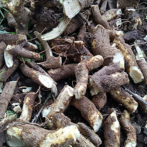 Xetomos Pushkarmool Inula Racemosa 250g Other Names Are Pushkarmool ...