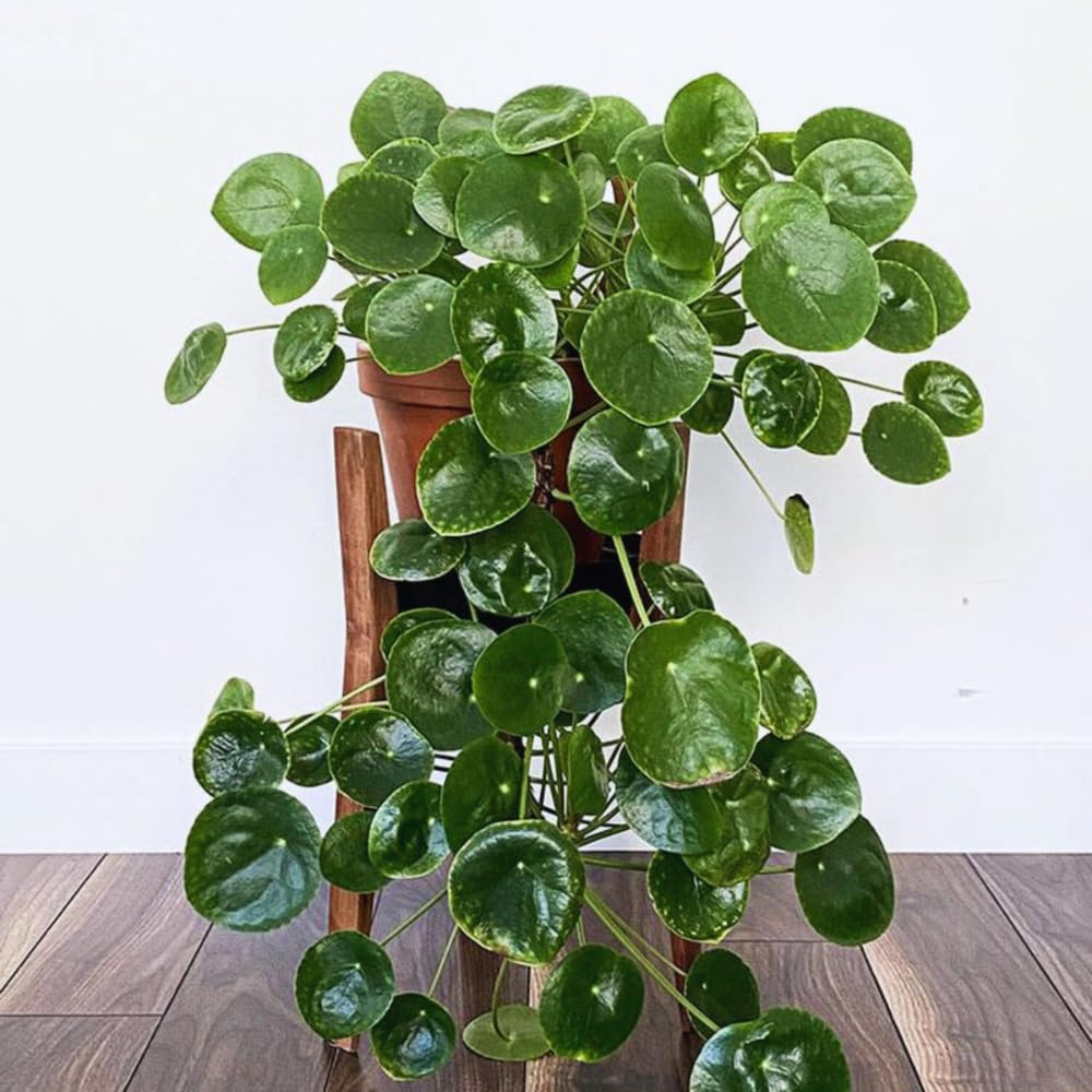 Amazon.com : 3 Live Pilea Peperomioides Plants, Large Money Plant ...