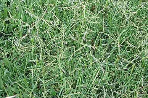 Durva / Doob Grass Seeds 20Gm Pack : Amazon.in: Garden & Outdoors