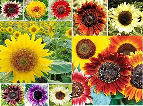 Amazon.com : 1000+ Sunflower Seeds for Planting Heirloom Non-GMO, Bulk ...