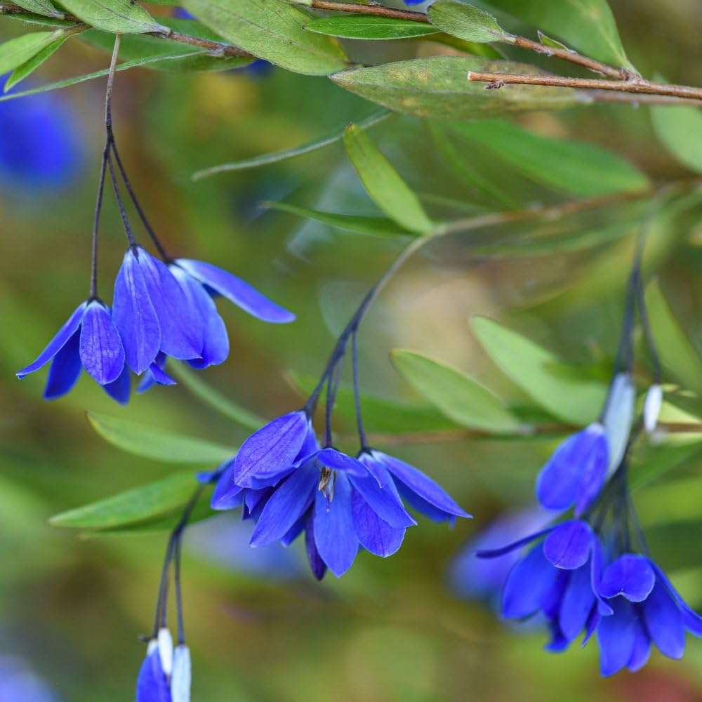 Sollya heterophylla 'Ultra Blue' - Captivating Evergreen Climber ...