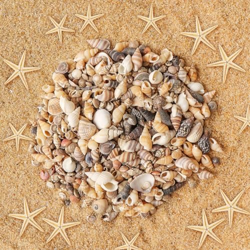 Amazon.com: gopiter 1200 PCS Tiny Sea Shells Small Natural Starfish ...