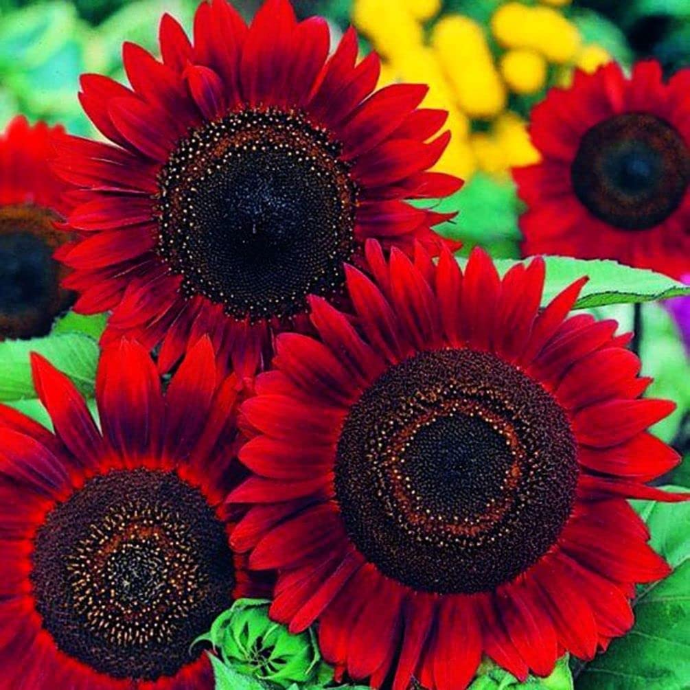 Amazon.com : Red Sun Sunflower 50 Pcs Seeds - Helianthus Annuus Flowers ...