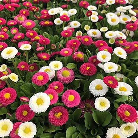 Floriculture Greens Combo Pack English Daisy Multi+ Chrysanthemum ...