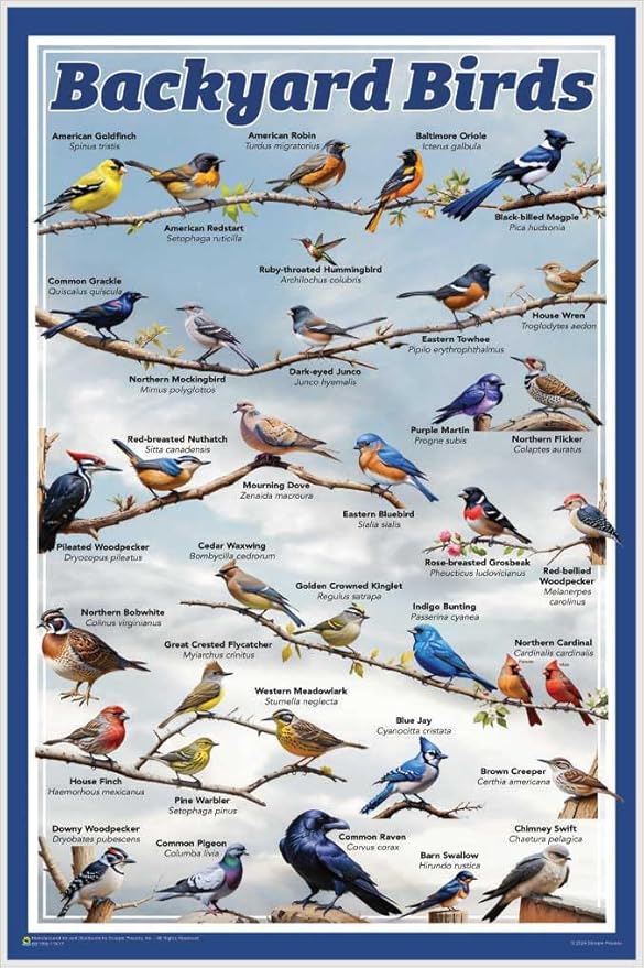 Amazon.com: Backyard Birds Educational Poster - 11.5 x 17.5 inches ...