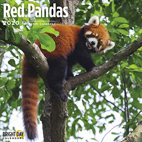Red Panda Wall Calendar 2020 (Animal) : BRIGHT DAY: Amazon.in: Books