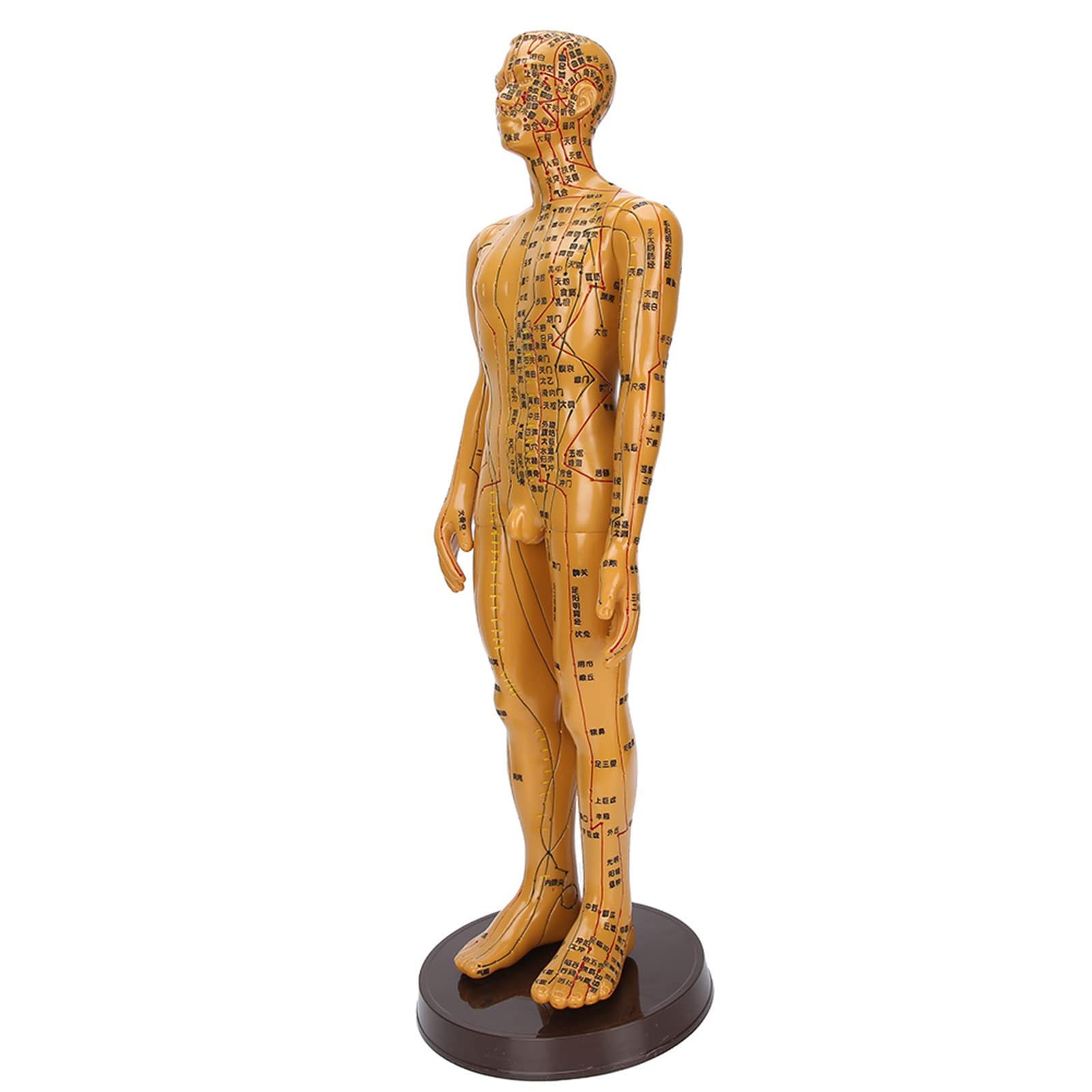 Buy Acupuncture Model, Body Acupuncture Model Male Human Body ...