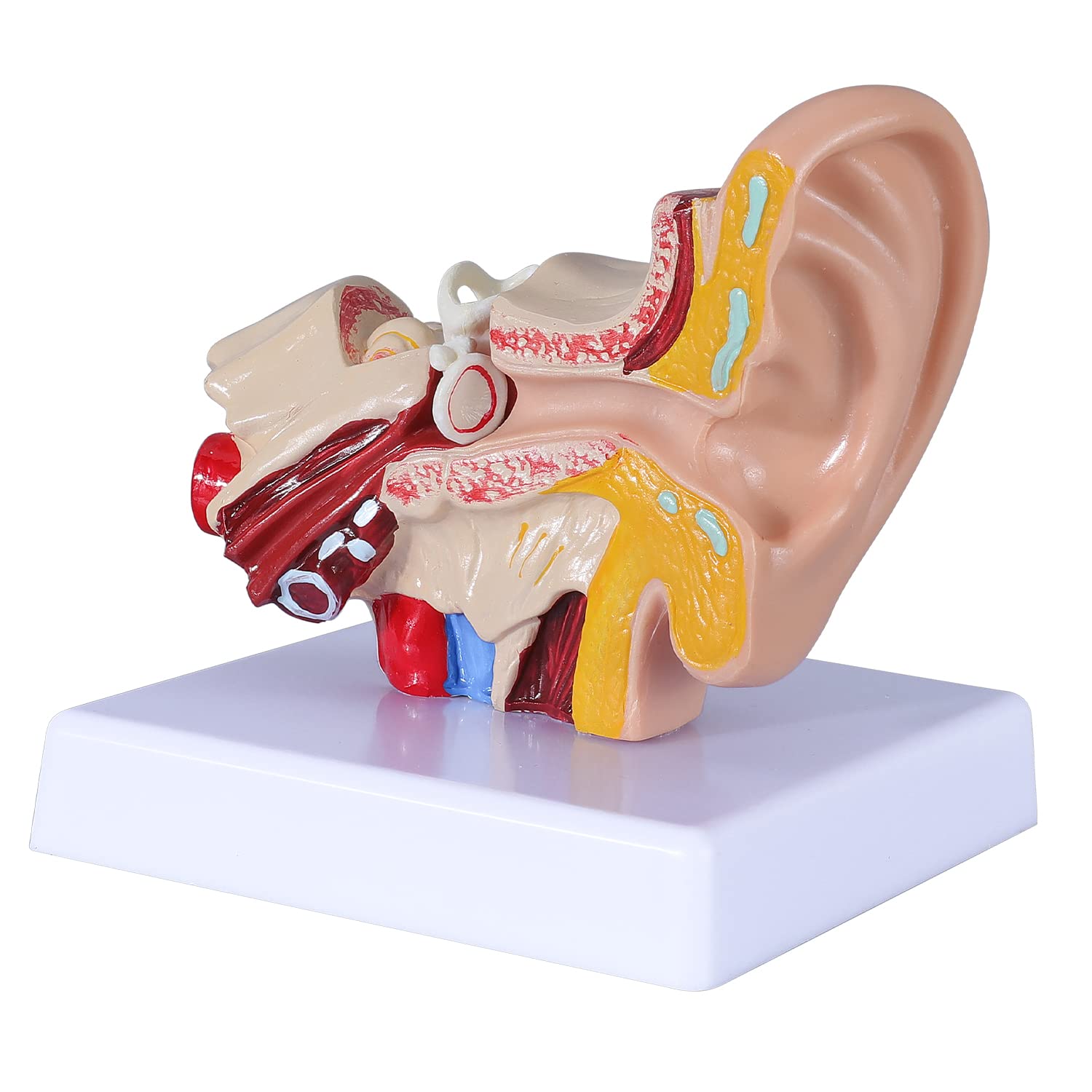 Amazon.com: faruijie 1.5 Times Human Ear Anatomy Model - Ear Joint ...
