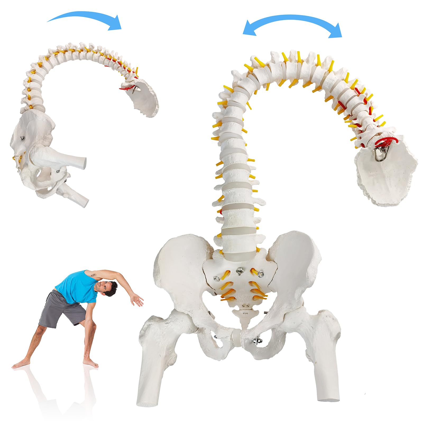 Snapklik.com : EVOTECH Flexible Human Spine Model For Anatomy, 34.8 ...