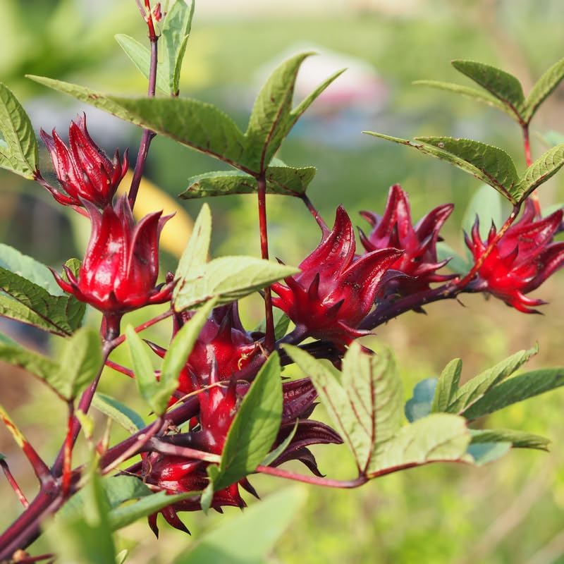 Amazon.com : 2 Sabdariffa Red Roselle Hibiscus Plants Live in 4 Inch ...