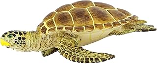 Loggerhead Sea Turtles: Unique Eating Habits Explained | PetShun