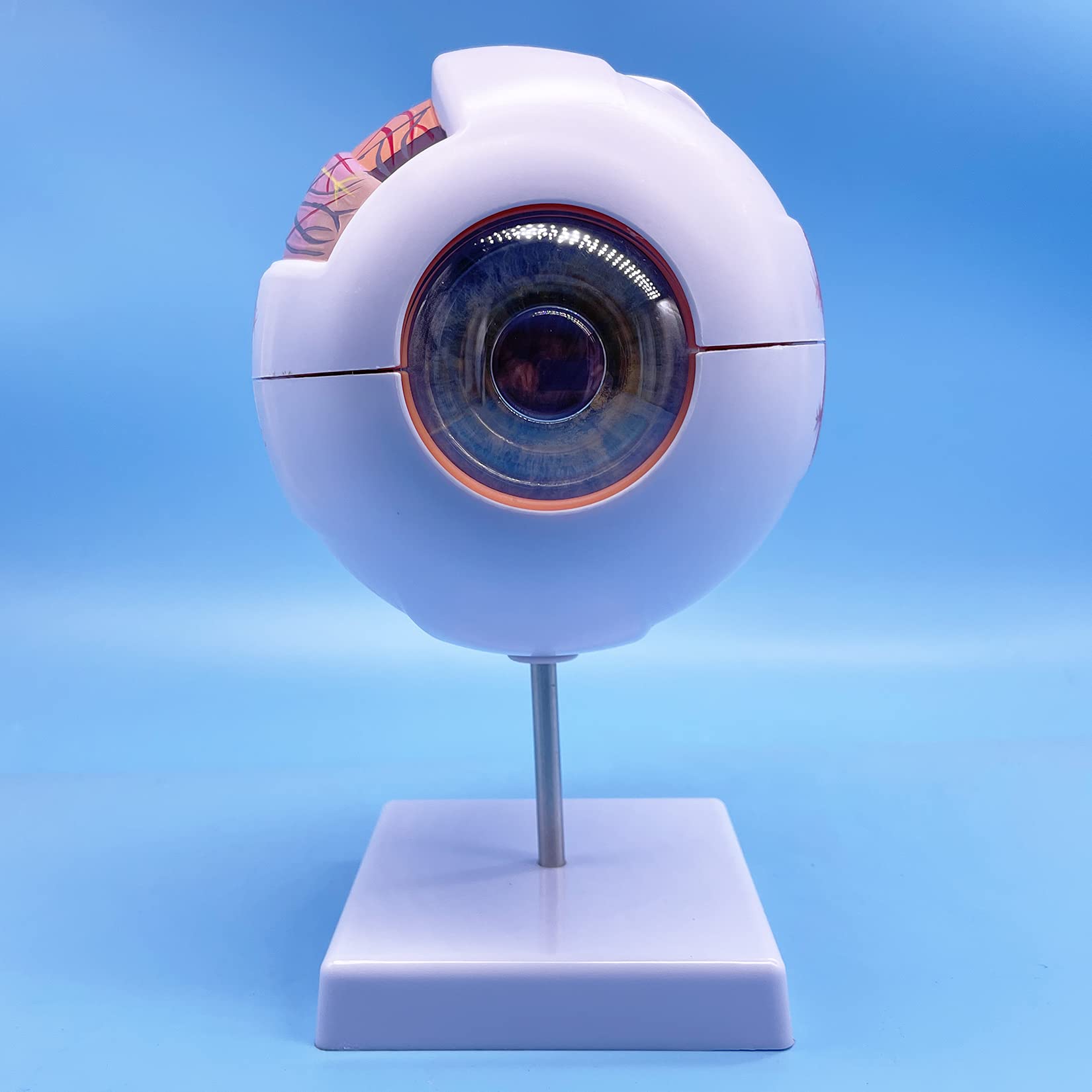 Buy QSMYS Human Eye Eyeball Anatomical Model,Anatomically Accurate ...