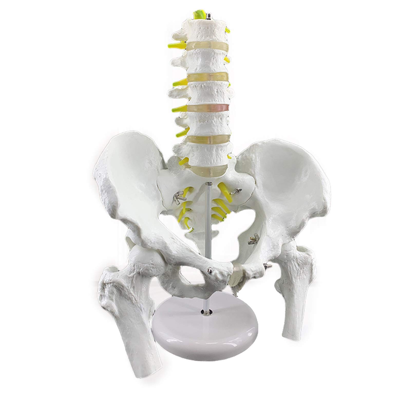 Dadakewin Pelvis Model With 5 Joint Lumbar Spine Model Human ...