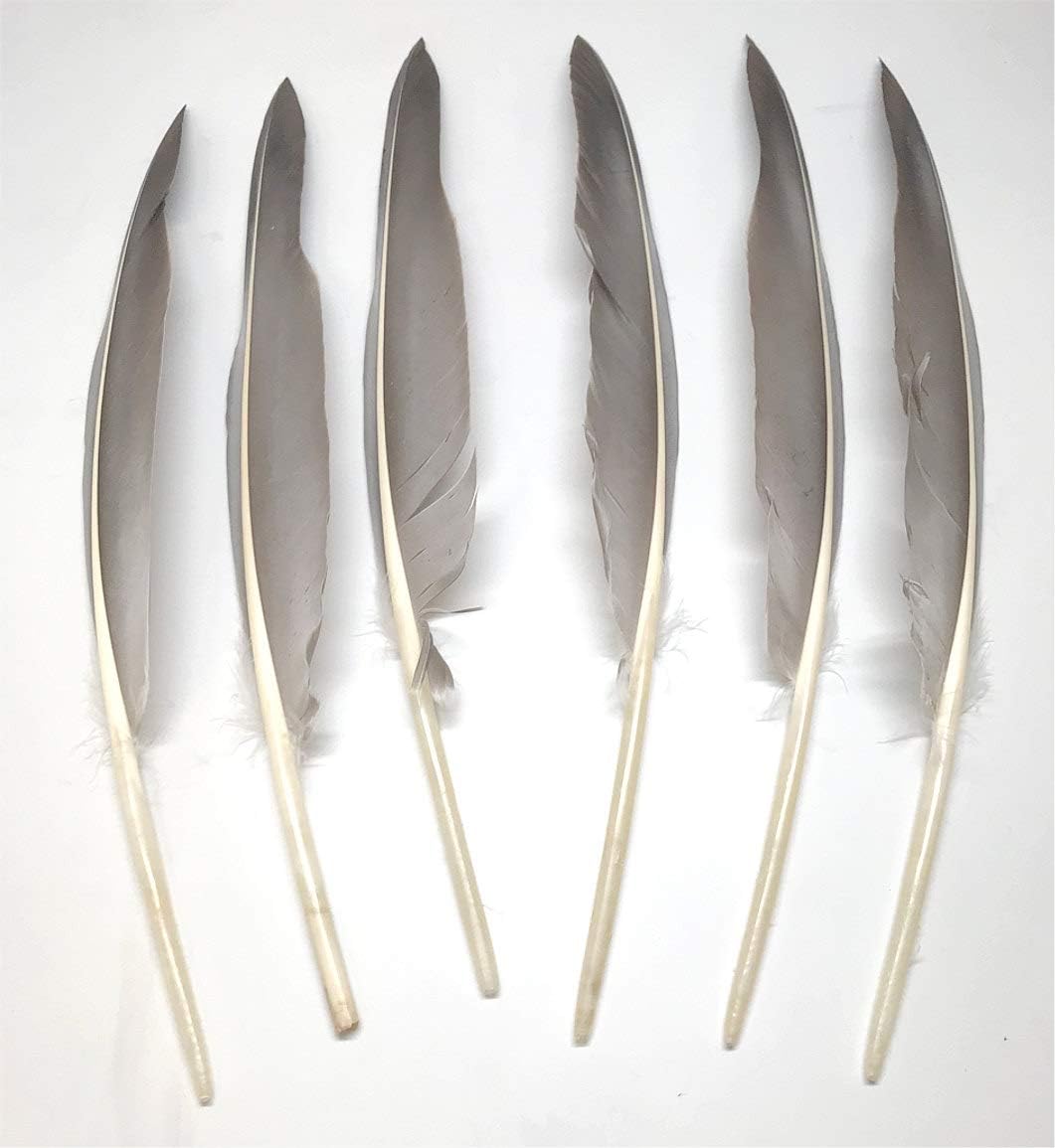Amazon.com: Gray Goose Wing Quills 9-12" (Gray, per 12) : Arts, Crafts ...